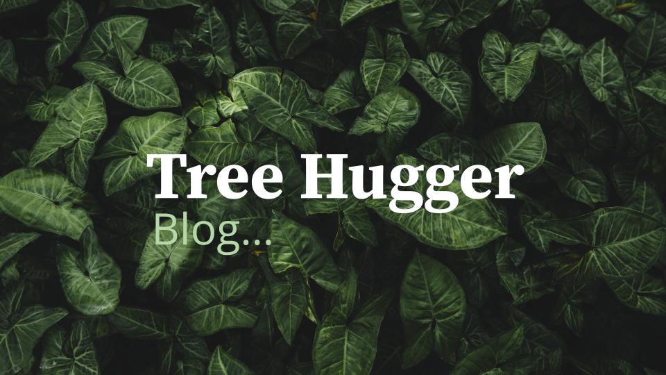 Cincinnati Professional Tree Service | Tree Hugger Blog
